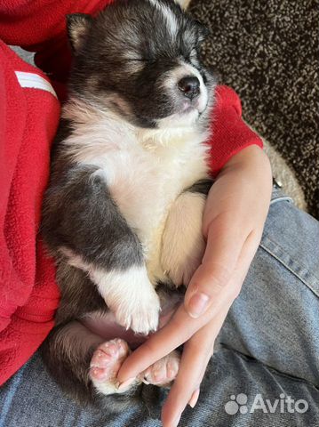 Щенки хаски в добрые руки