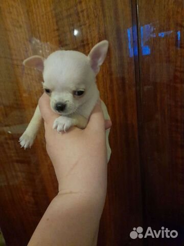 Чихуахуа малявочки