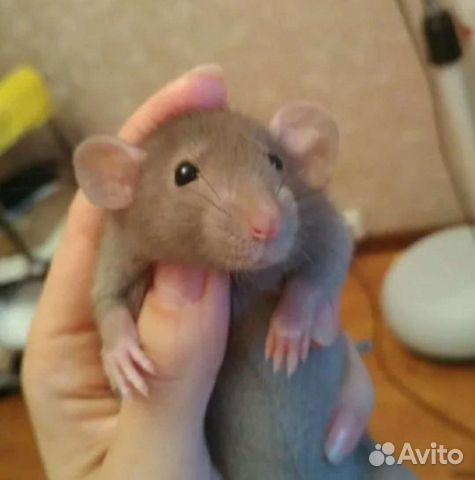 Крысы дамбо девочки