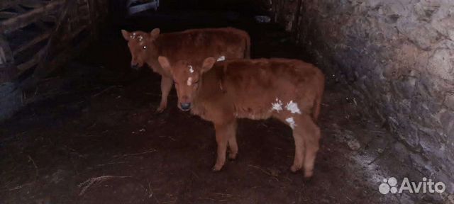 Продажа телят