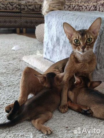 Абиссинские котята с документами