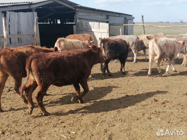 Телки откормочные