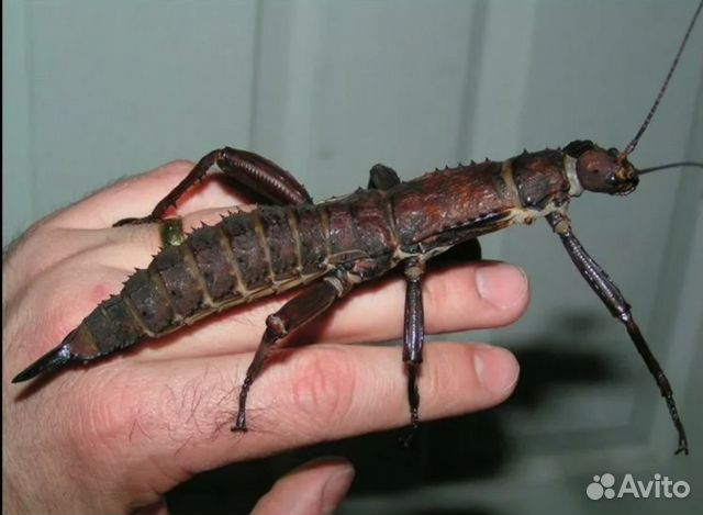 Палочник новогвинейский Eurycantha calcarata ("ужа