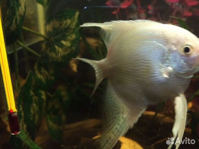 Аквариумные рыбки