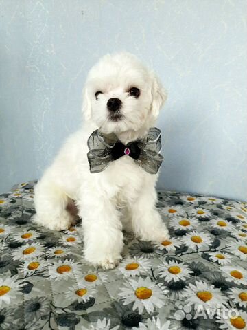 Красавчик мальтезе 1г 10мес