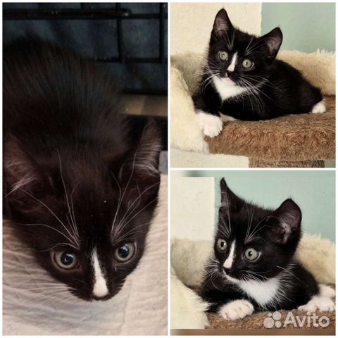 Котёнок малютка 1,5 мес Максик в дар