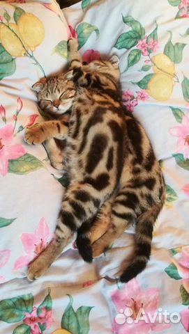 Шотландские котята