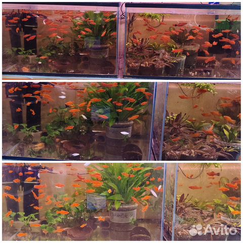 Aквариумныe рыбки