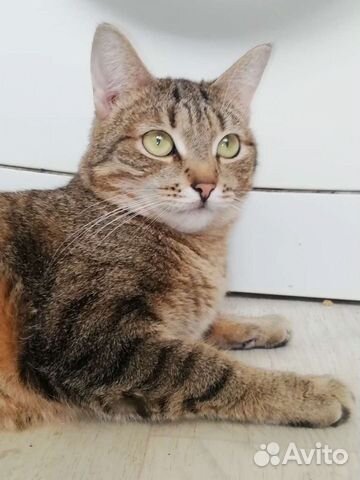 Луся кошечка