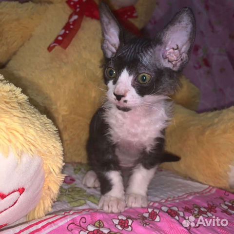 Кот корниш рекс Сфинкс