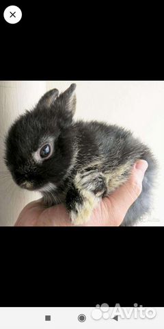 Декоративный крольченок