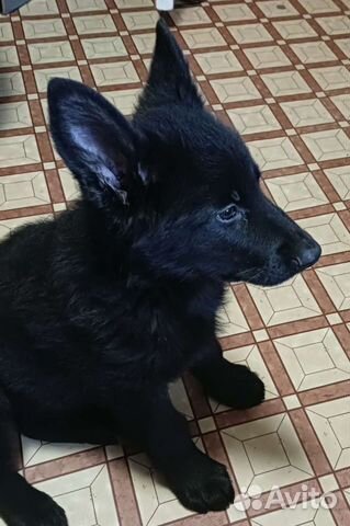 Маленькая собака