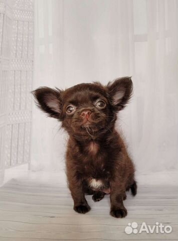 Красивая шоколадная девочка