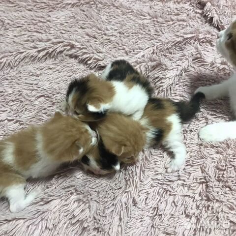 Котята в доьрые руки,папа веслоухий