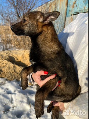 Помесь с бельгийской овчаркой
