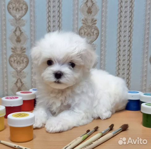 Мальтезе шоу девочка