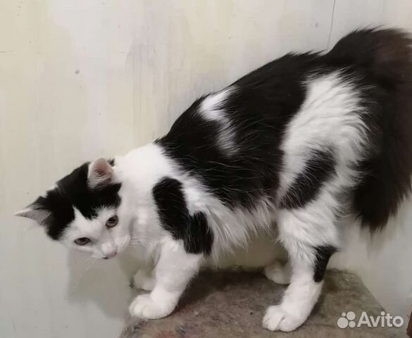 Марсель отдам в добрые руки. Доставка