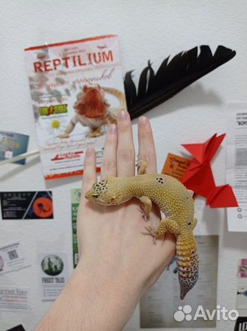 Эублефар Hypo Tangerine
