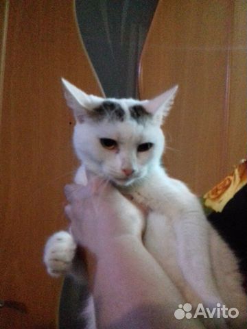 Белая Зайка кошка гладкая