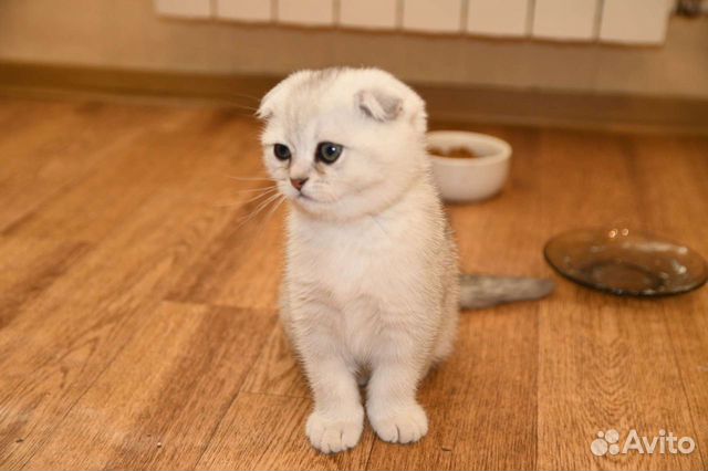 Шотланский вислоухий котенок мальчик