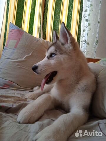 Сибирский хаски