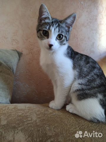 Котенок девчонка ищет дом