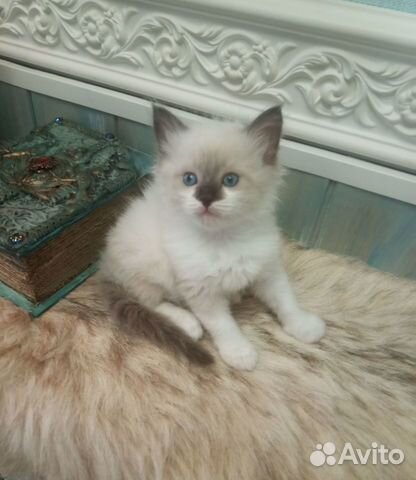 Котенок (мальчик) рэгдолл красивого окраса