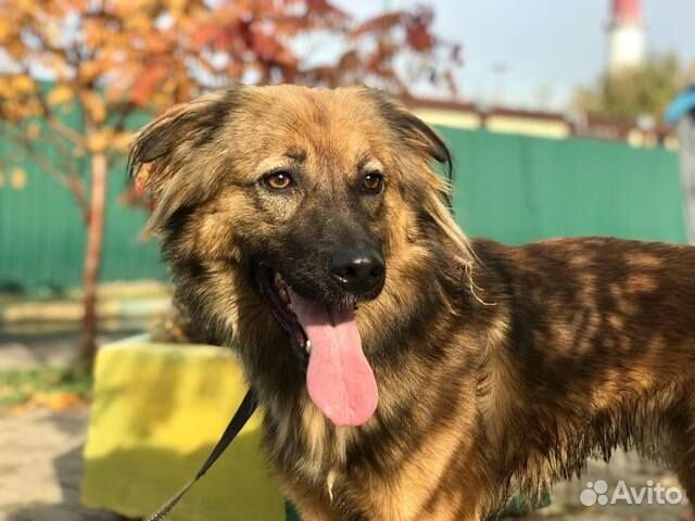 Скромный Тито в добрые руки