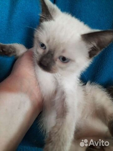 Тайские котята мальчик