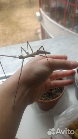 Аннамские палочники