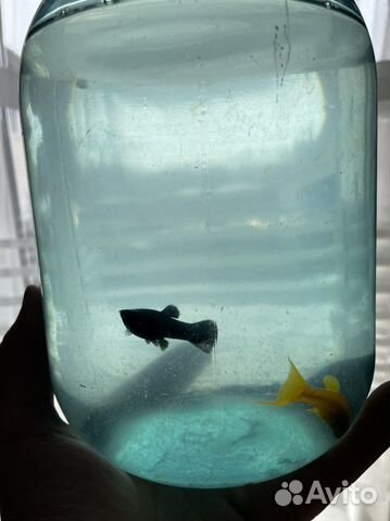 Аквариумные рыбки