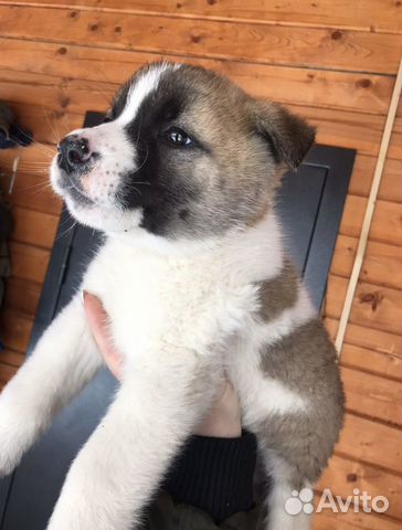 Щенки американской акиты