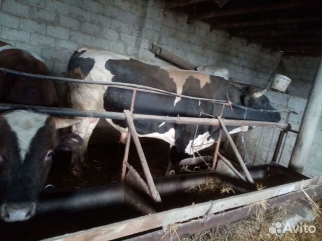 Бычки на мясо