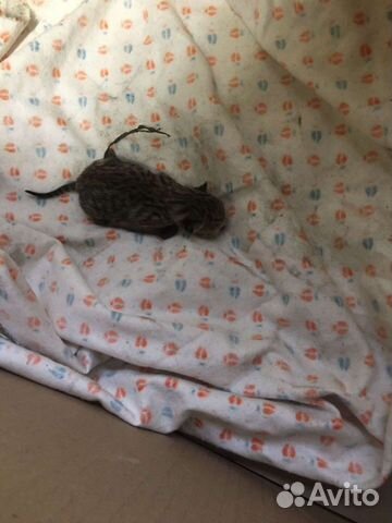 Котенок умирает нужна кормящая кошка