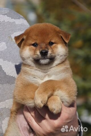 Сиба красивый мальчик готов стать вашим