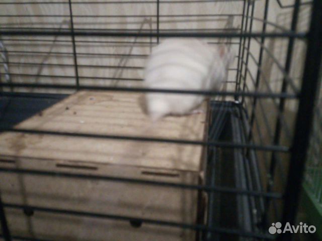 Крыса альбинос