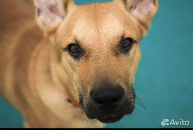 Щенок Майк ищет семью