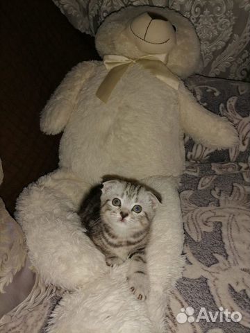 Шотландская вислоухая кошка