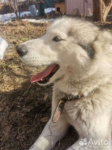 Собака в добрые руки хаски