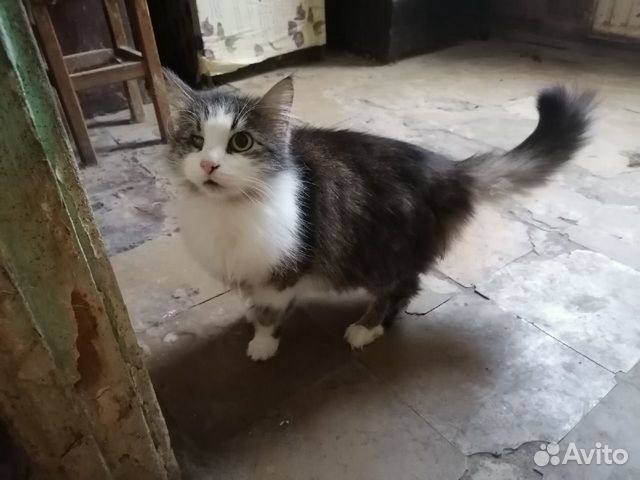 Кот