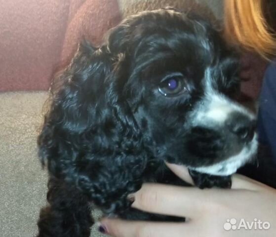 Кокер спаниель