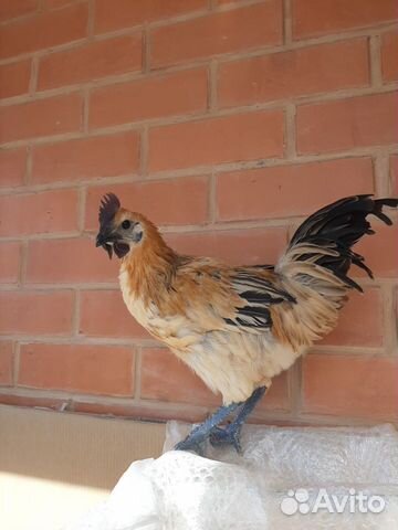 Петух Люйкедандзи 3 месяца