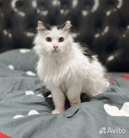 Пикси ждёт маму