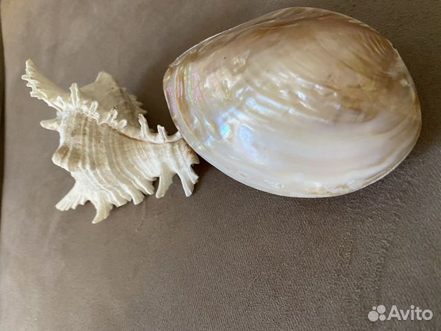 Океанская ракушка раковина морская