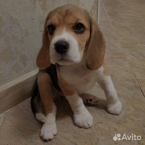Щенок Бигль девочка