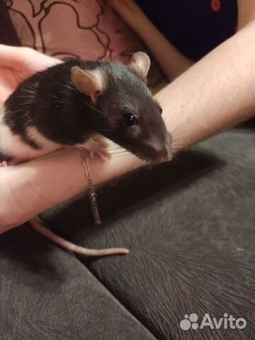 Крыска домашняя