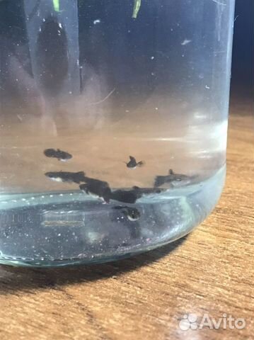 Гуппи черные