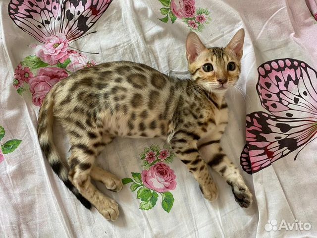 Бенгальские котята