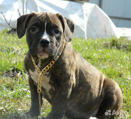 Щенки американского булли стандарт