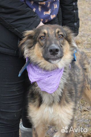 Умный пес Хасан ищет дом